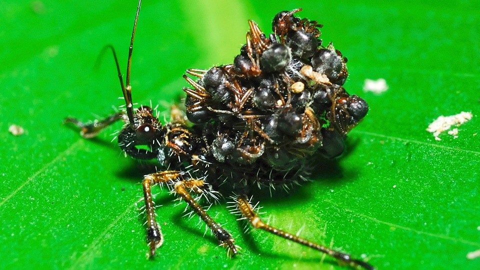 Insekti me i neveritshem! - 12Vite.com