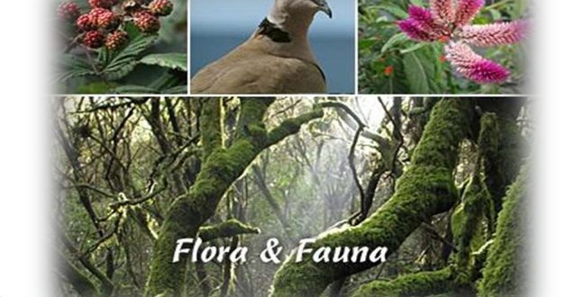 Bota bimore dhe shtazore në Shqipëri - Projekt në Gjeografi - 12Vite.com