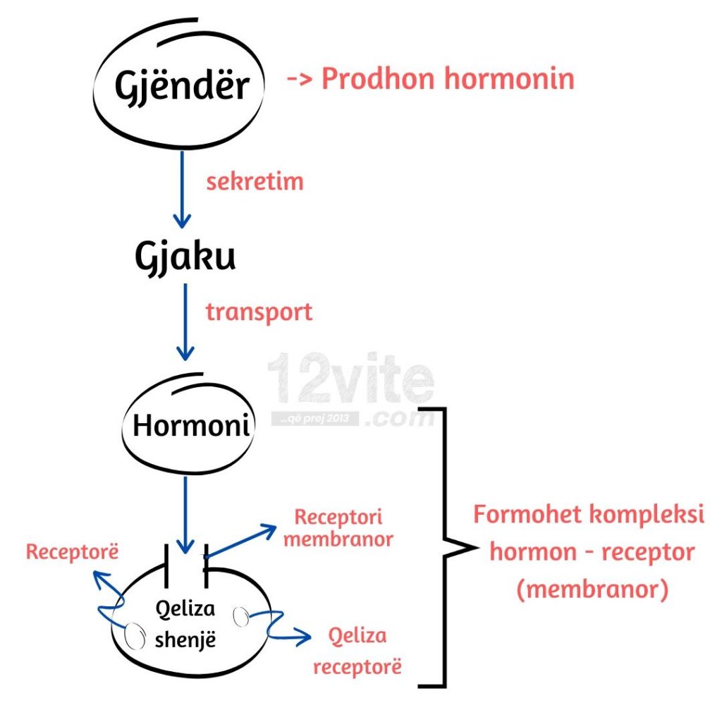 8. Sistemi nervor dhe ai hormonal | Biologjia për Maturën Shtetërore ...