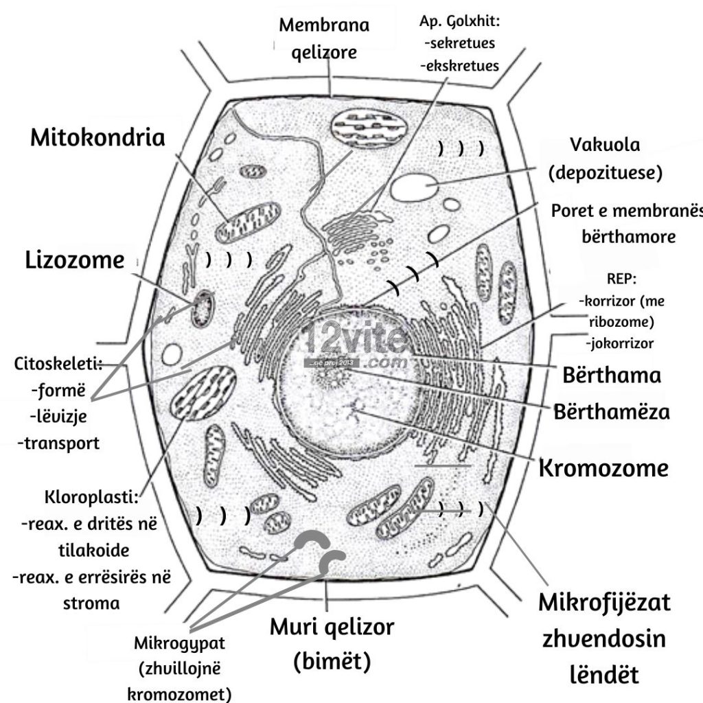 4. Gjallesat prokariote dhe eukariote | Biologjia për Maturën Shtetërore