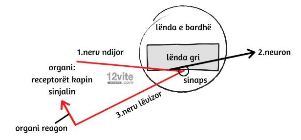 8. Sistemi nervor dhe ai hormonal | Biologjia për Maturën Shtetërore ...