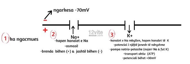 8. Sistemi nervor dhe ai hormonal | Biologjia për Maturën Shtetërore ...