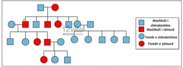 7. Trashëgimia - Ligjet e Mendelit, Grupet e Gjakut | Biologjia për Maturën