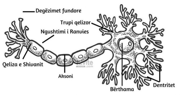 8. Sistemi nervor dhe ai hormonal | Biologjia për Maturën Shtetërore ...