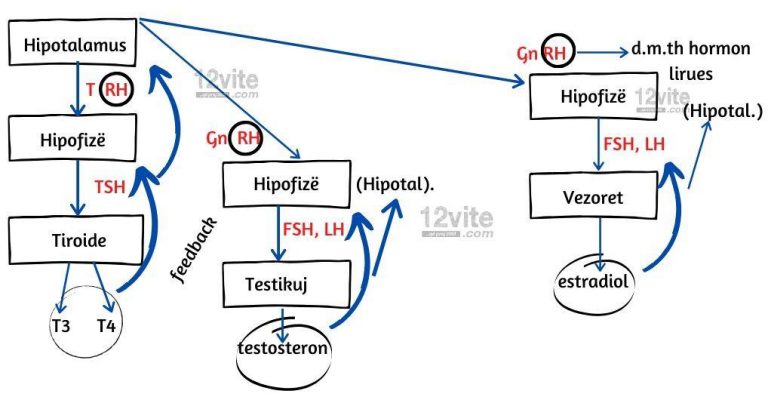 8. Sistemi nervor dhe ai hormonal | Biologjia për Maturën Shtetërore ...